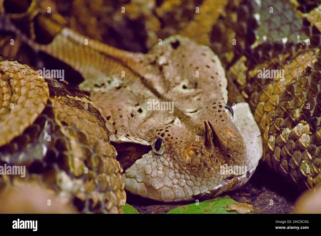 West African Gaboon Viper Face Close Up Stock Photo - Alamy