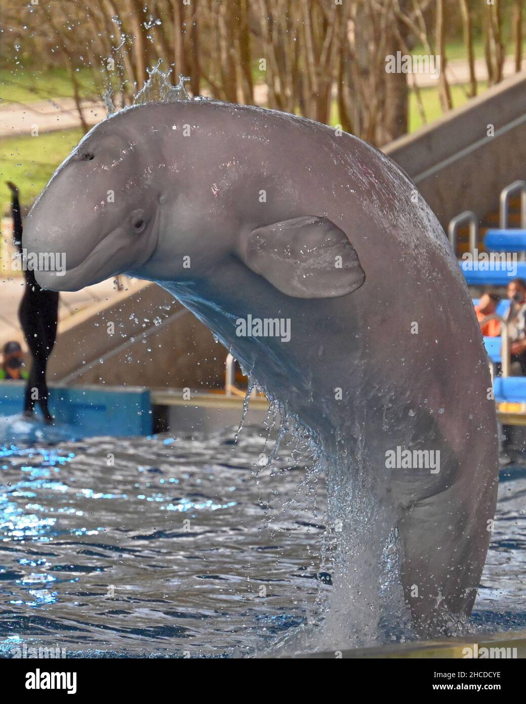 Beluga Whale Jumping from the Water Stock Photo - Alamy