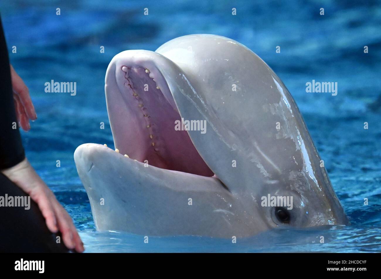 Beluga Whale Face Close Up Stock Photo - Alamy