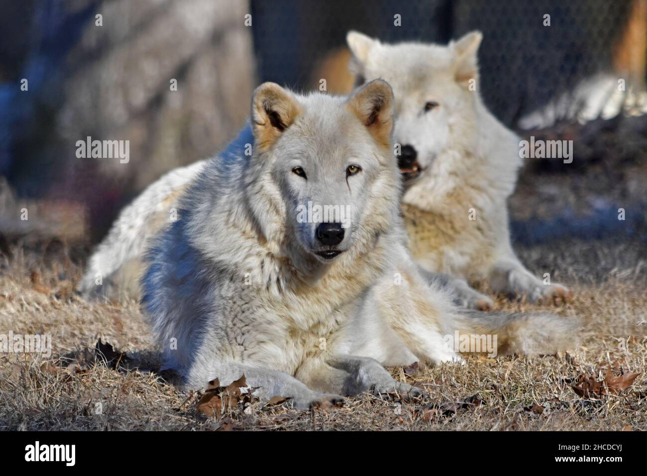 Gray Wolf Pair Lying and Watching Stock Photo - Alamy