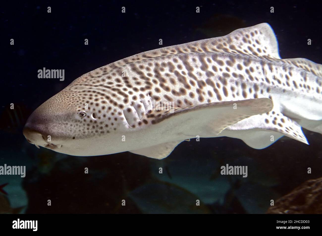 Oviparous shark hi-res stock photography and images - Alamy