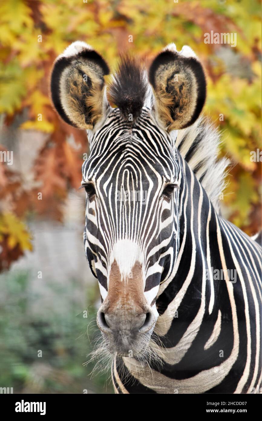 Grevy's Zebra Face Close Up Against Fall Colors Stock Photo - Alamy