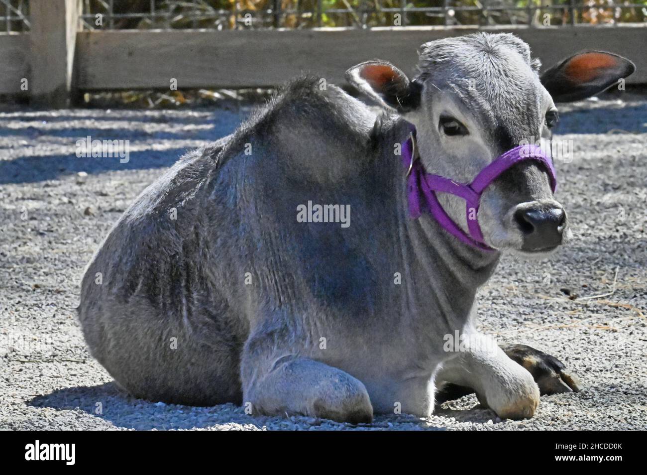 Miniature Zebu Lying in a Pen Stock Photo - Alamy