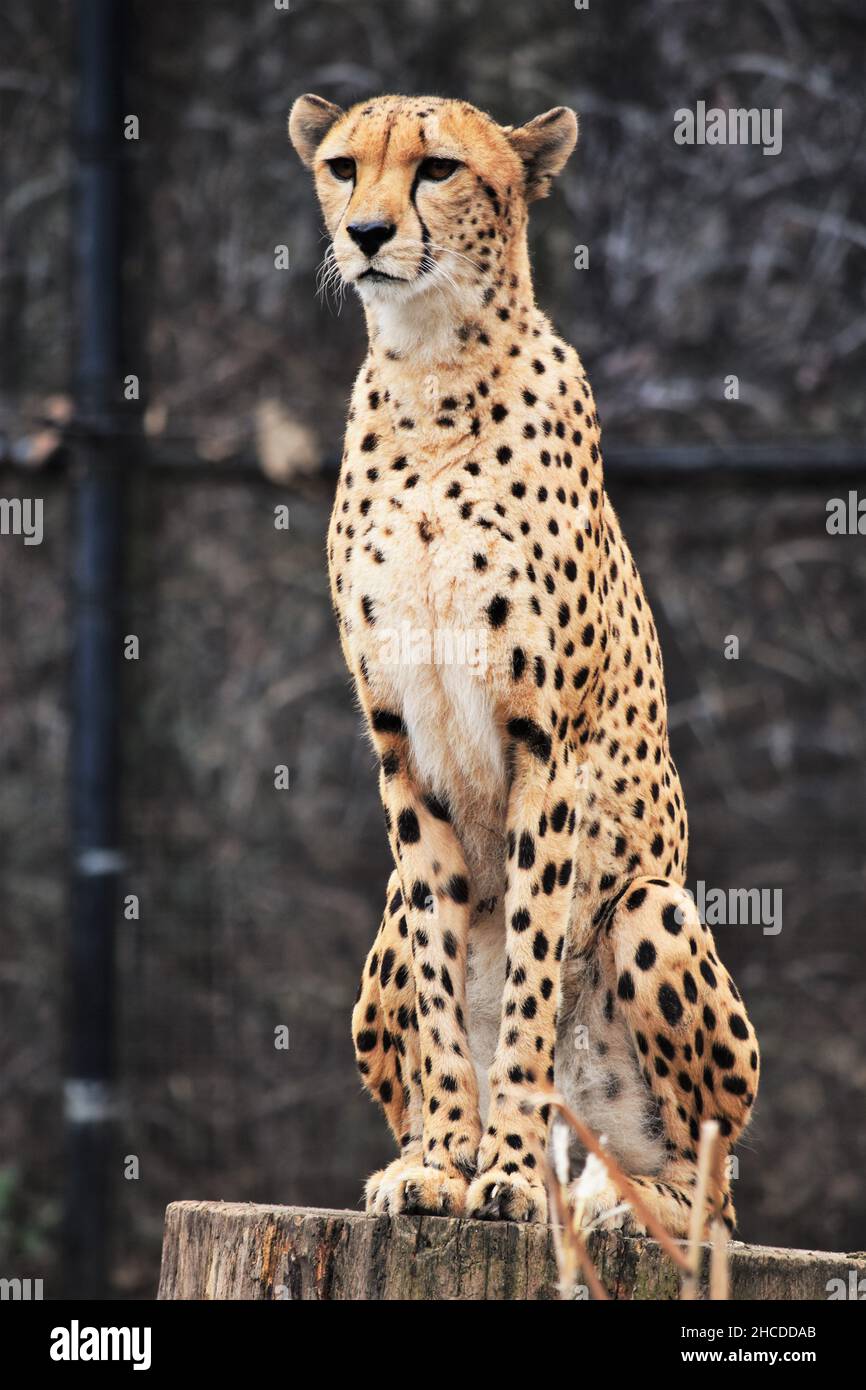 Muscular cheetah hi-res stock photography and images - Alamy