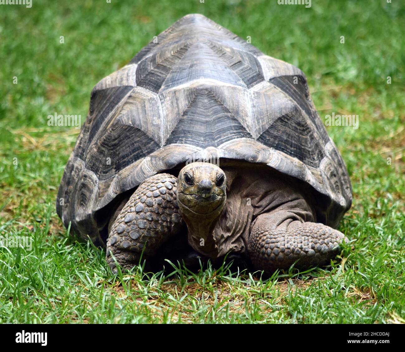 Hidden tortoise hi-res stock photography and images - Alamy