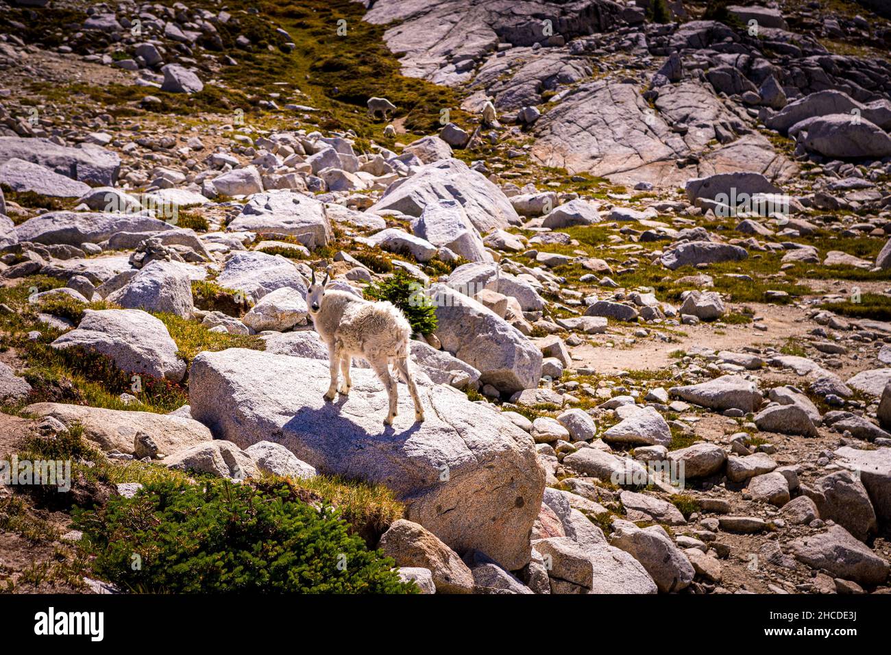 Mountain goat (Oreamnos americanus) on a rock near Isolation Lake in ...