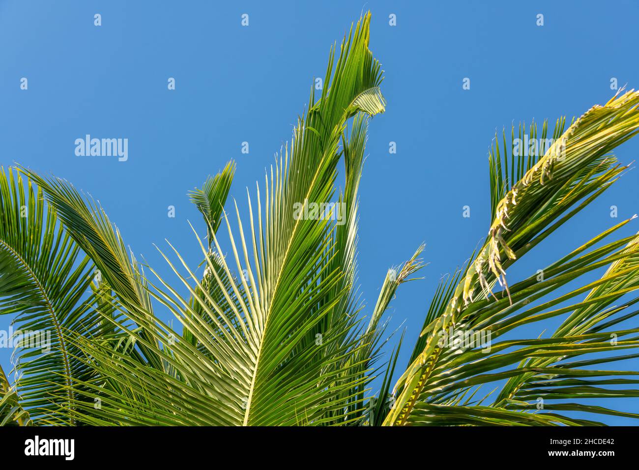 Palm trees in a rainforest in tropical Thailand Stock Photo - Alamy