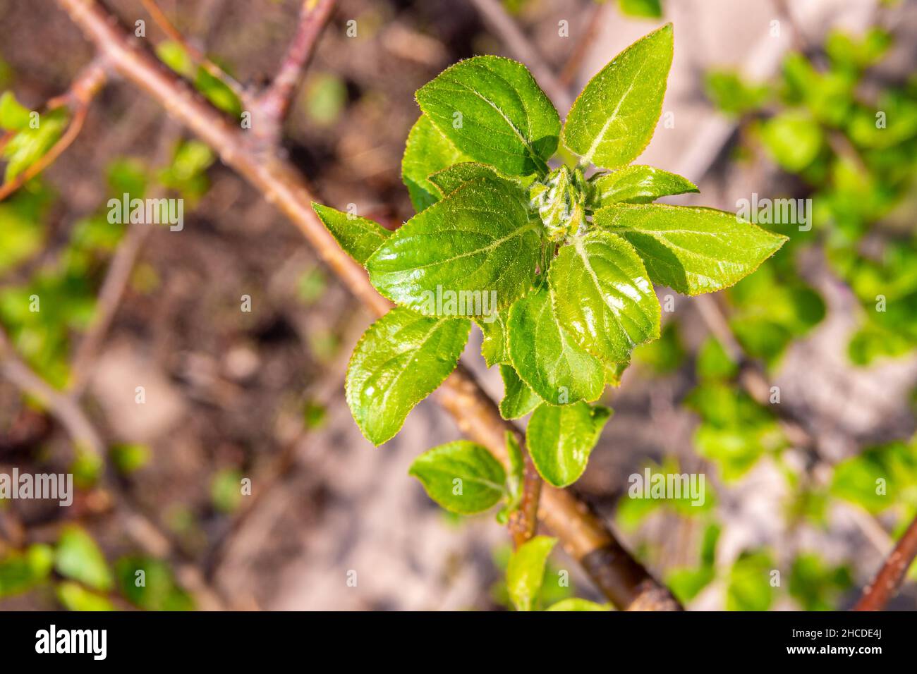 spring blossoming young fibrous apple leaves, selective focus Stock ...