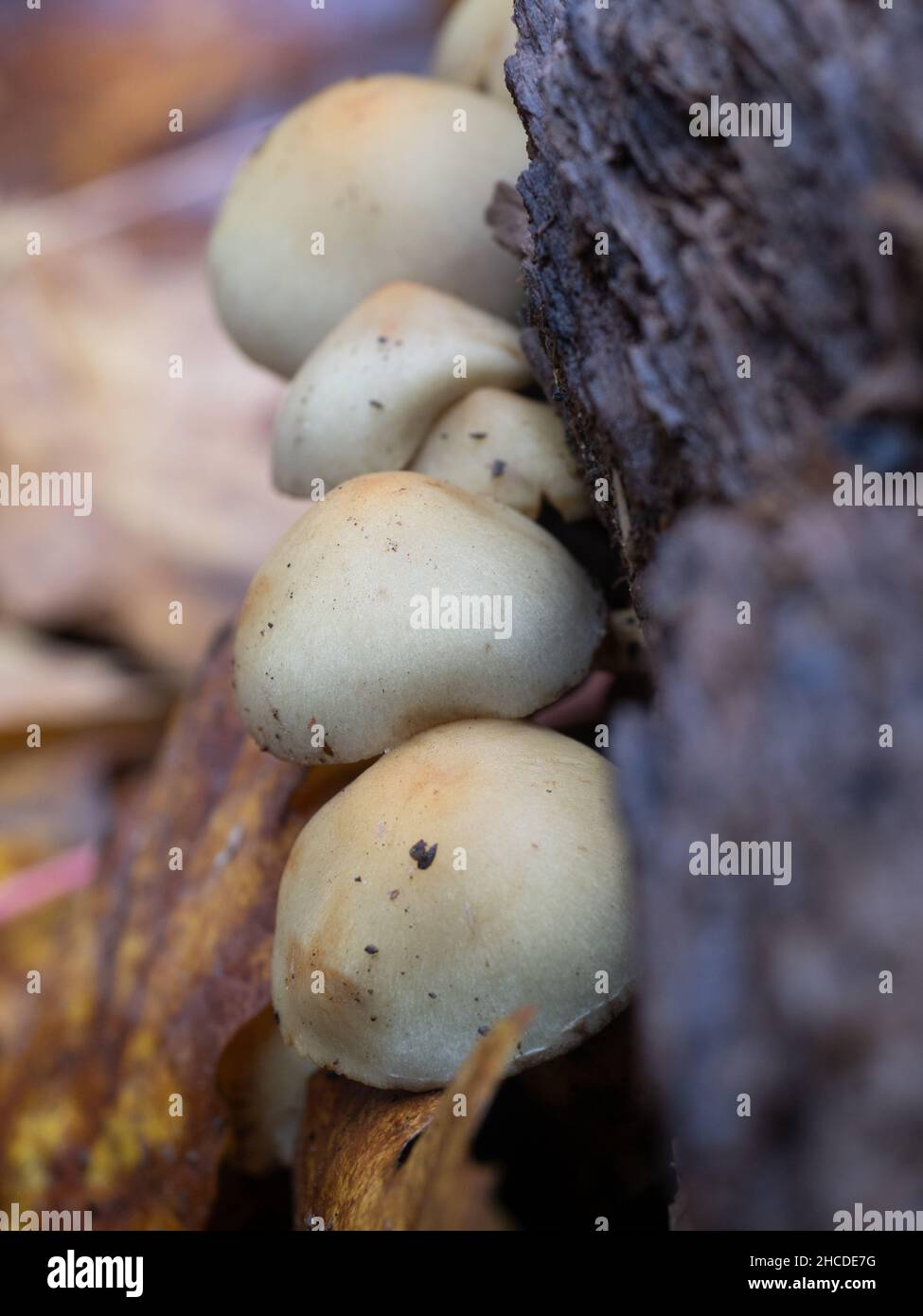 Close up of wood mushroom caps or Hypholoma fasciculare, on a tree ...