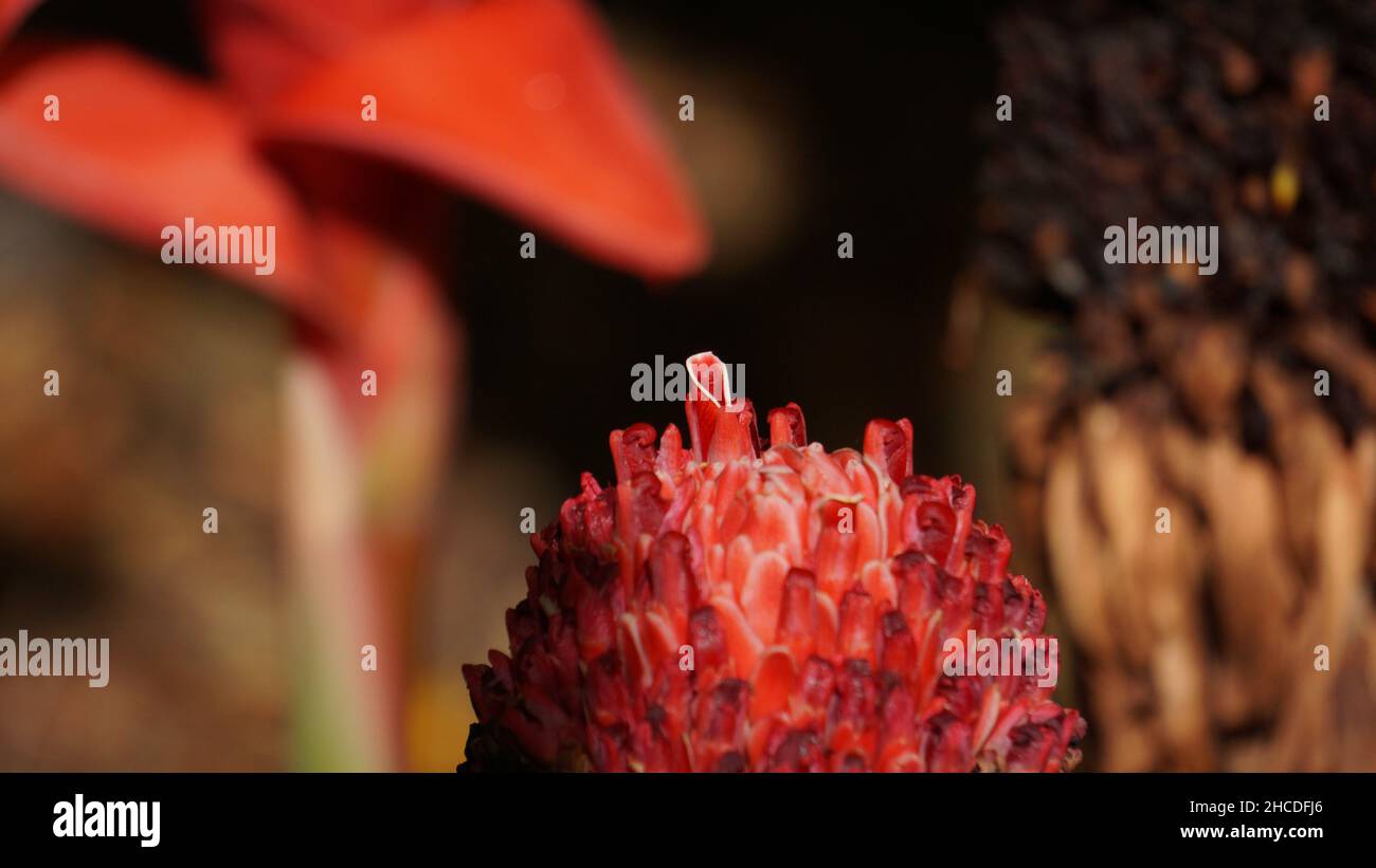 Close-up photos of Ginger Family Flowers Stock Photo - Alamy