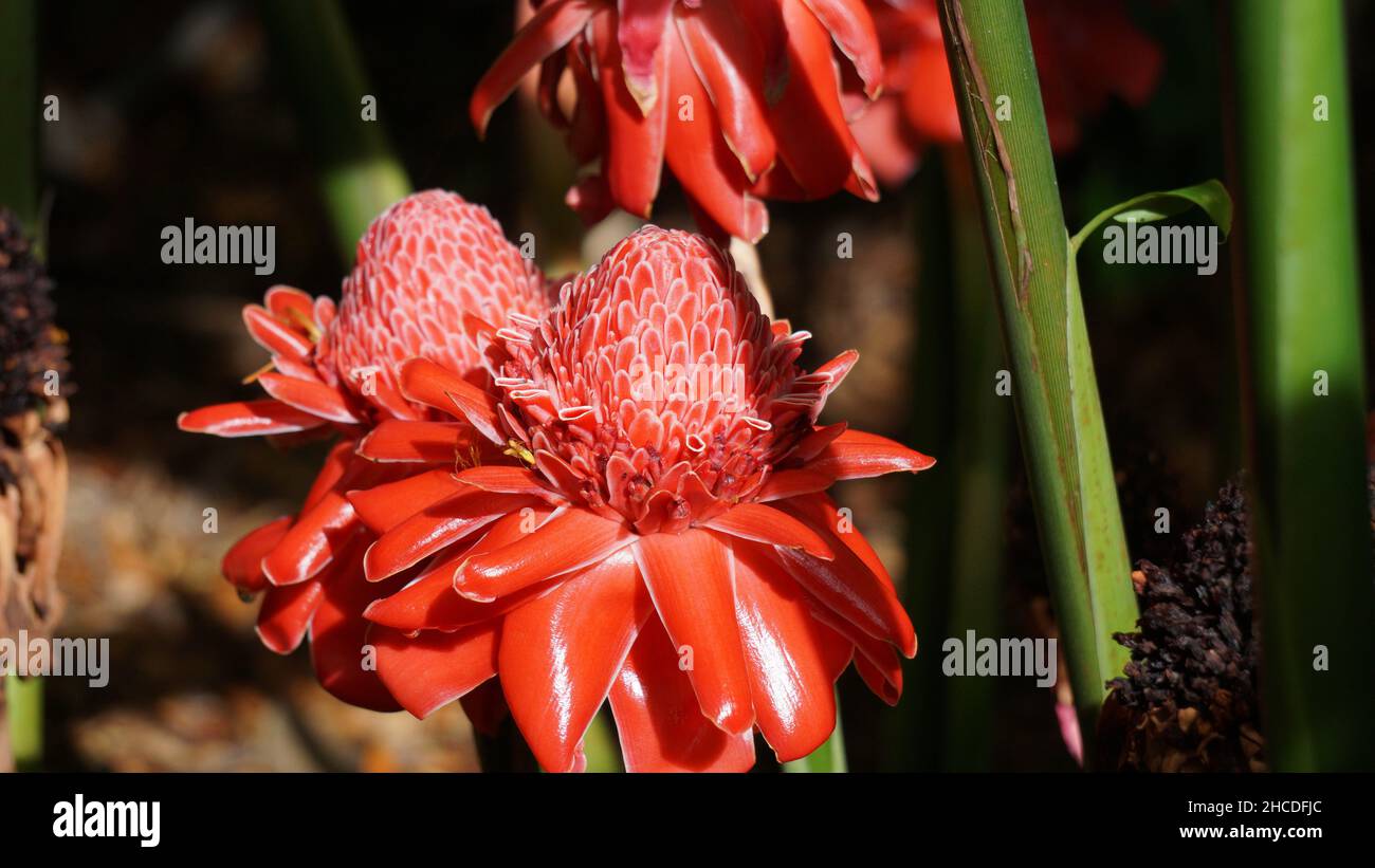 Close-up photos of Ginger Family Flowers Stock Photo - Alamy