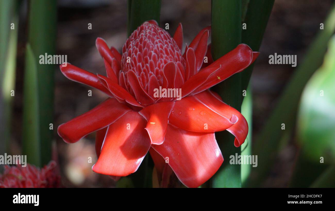 Ginger family photos hi-res stock photography and images - Alamy