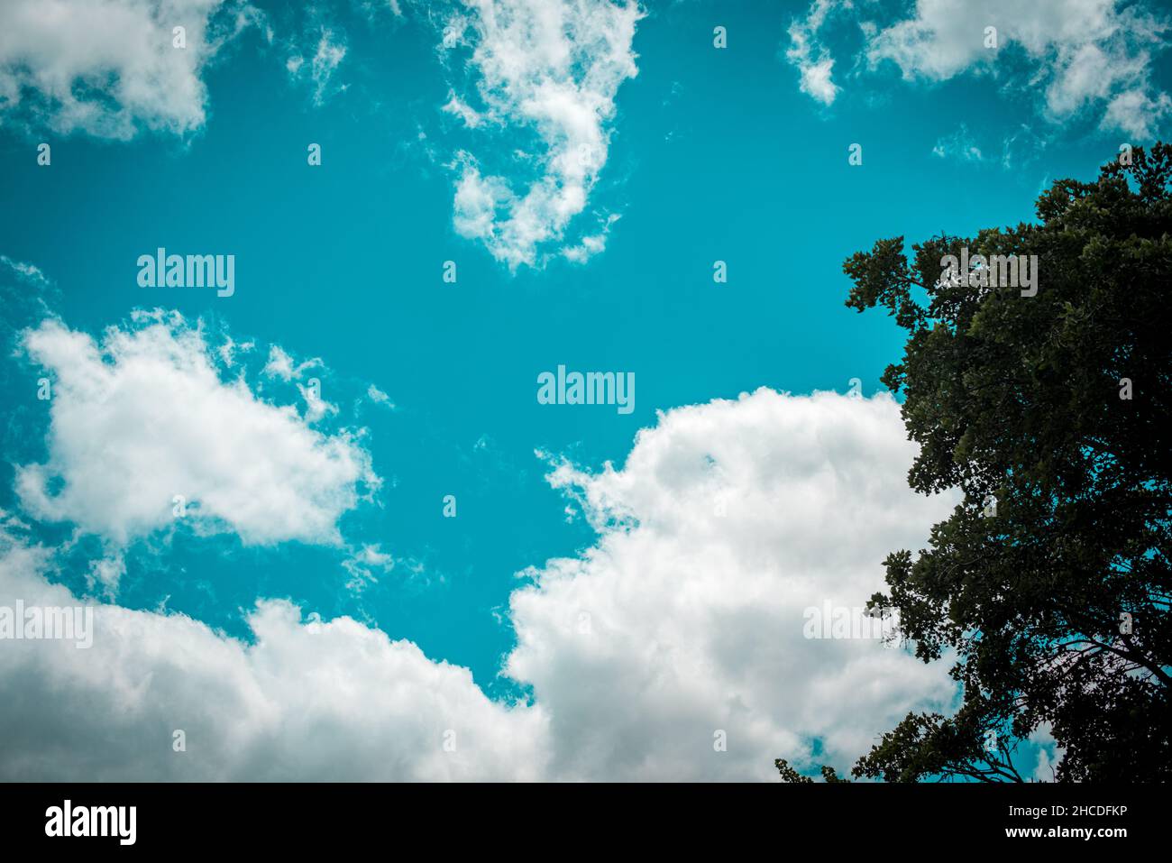 Tree branch shot from low angle with colourful sky Stock Photo - Alamy