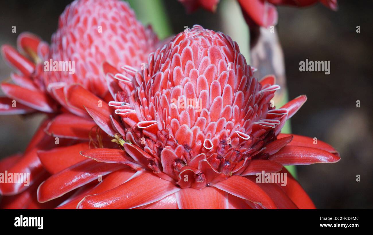 Ginger family photos hi-res stock photography and images - Alamy