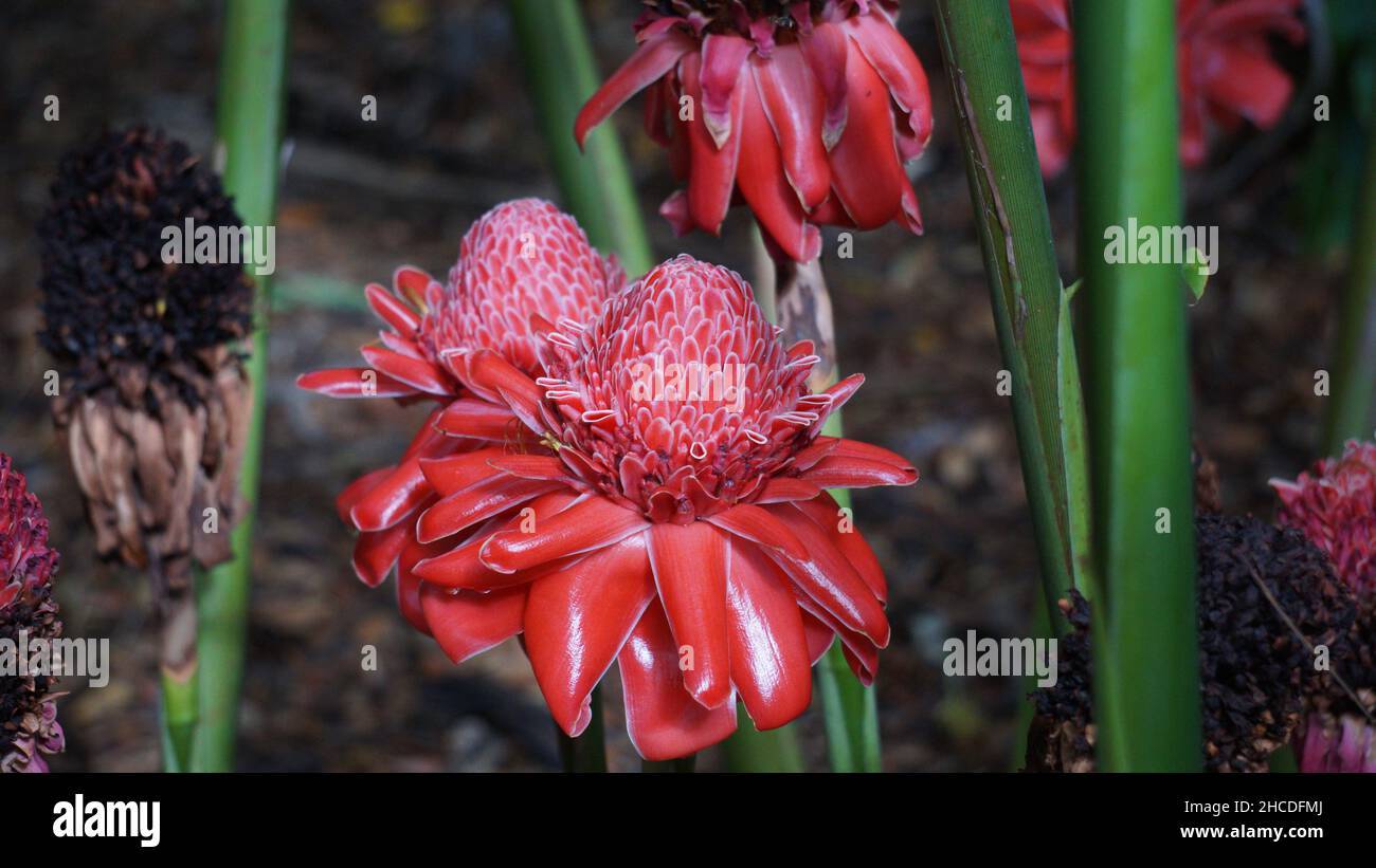 Ginger family photos hi-res stock photography and images - Alamy