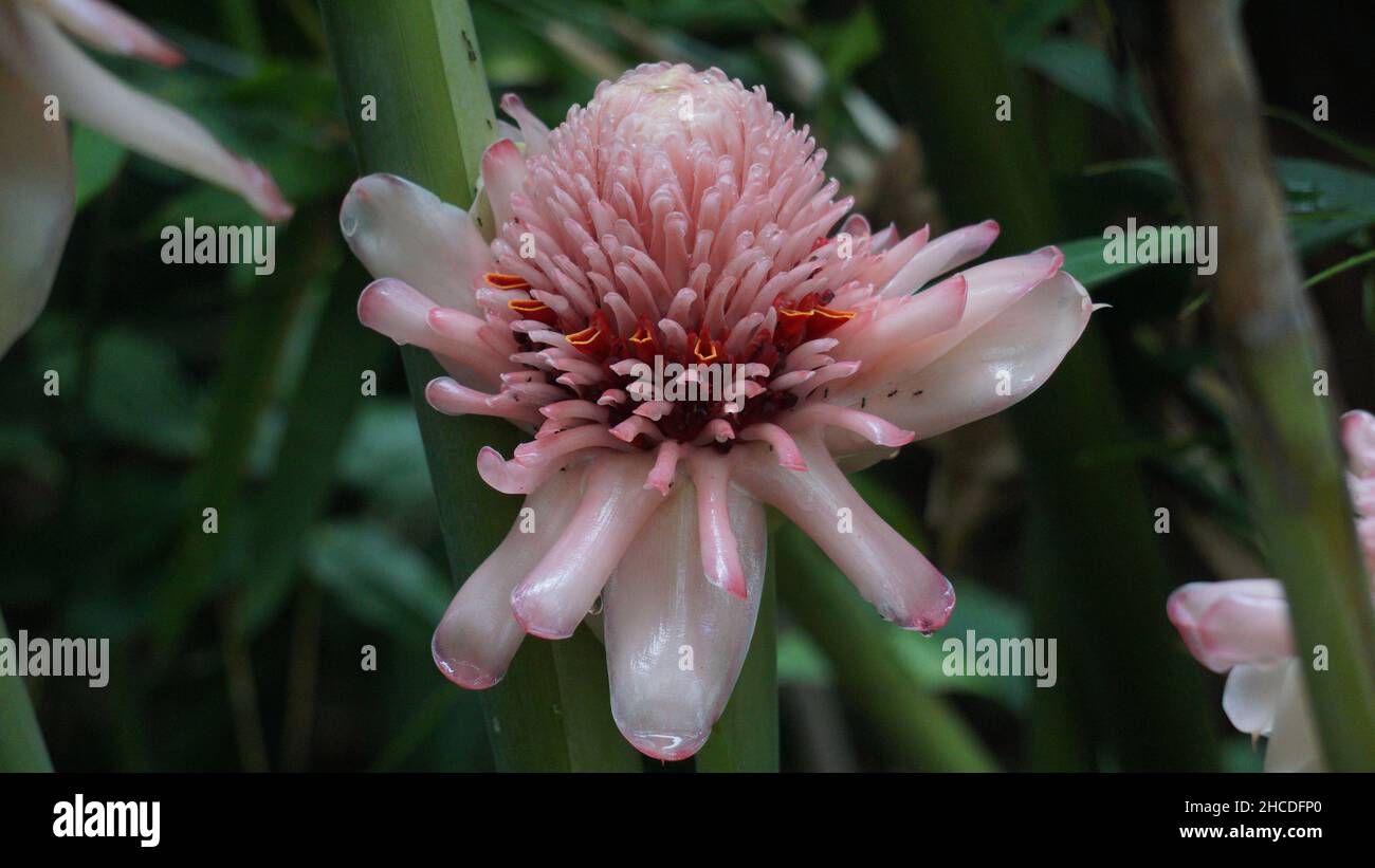 Close-up photos of Ginger Family Flowers Stock Photo - Alamy