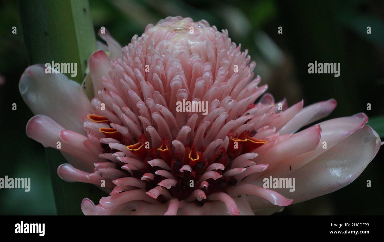 Ginger family photos hi-res stock photography and images - Alamy