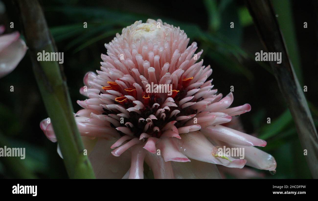 Ginger family photos hi-res stock photography and images - Alamy