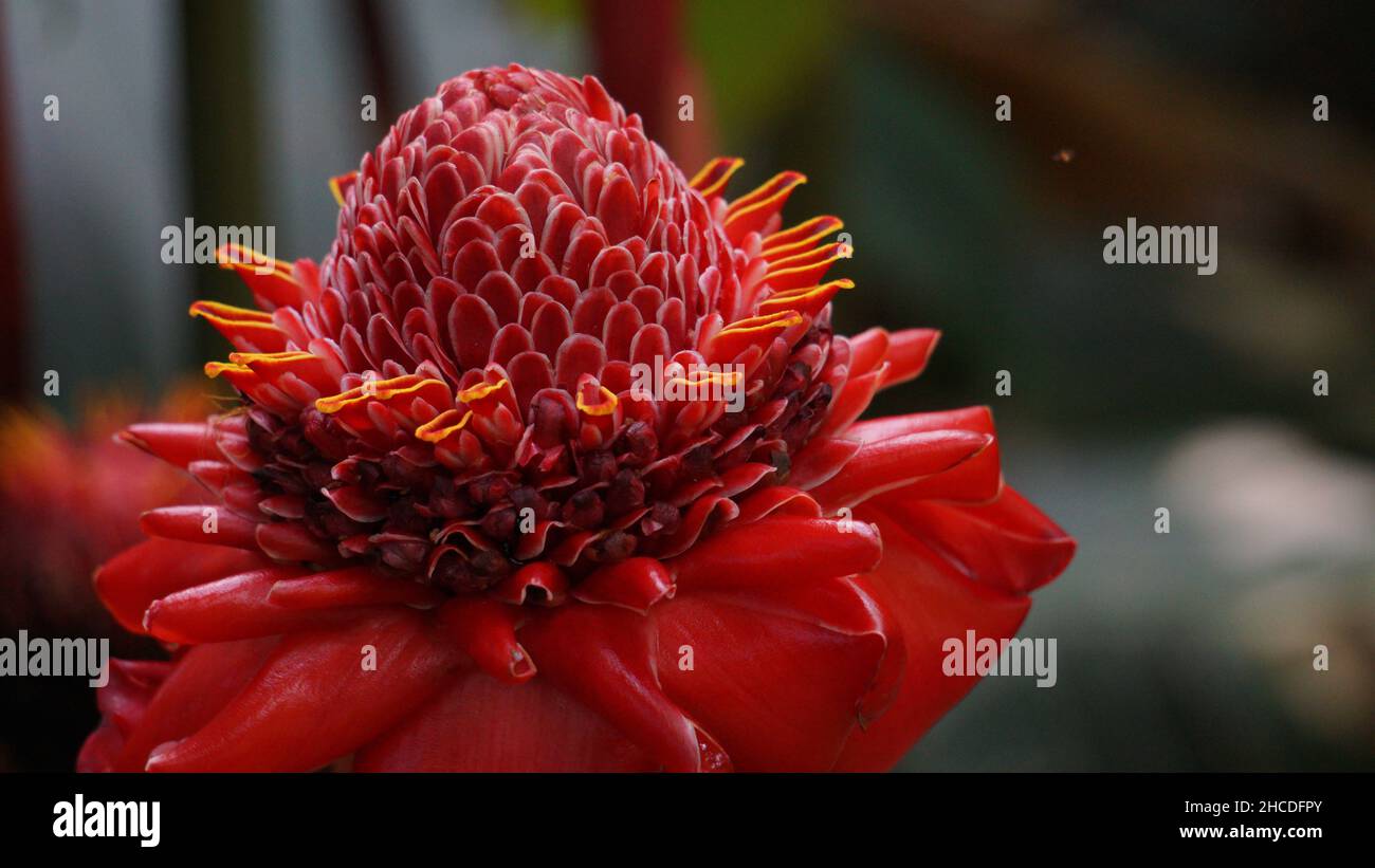 Ginger family photos hi-res stock photography and images - Alamy