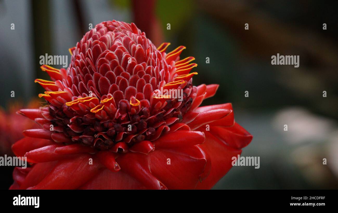 Close-up photos of Ginger Family Flowers Stock Photo - Alamy