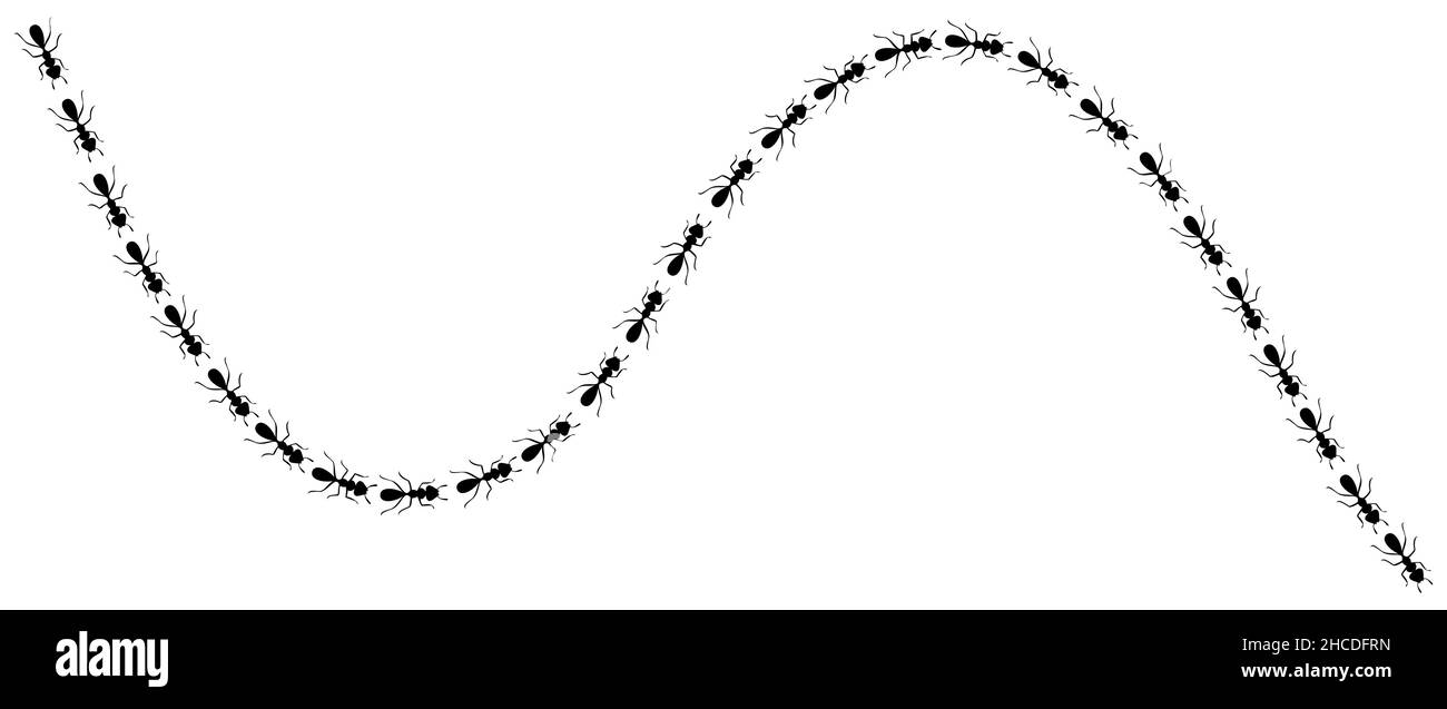 Ants marching in trail searching food. Ant path isolated in white background. Vector ...