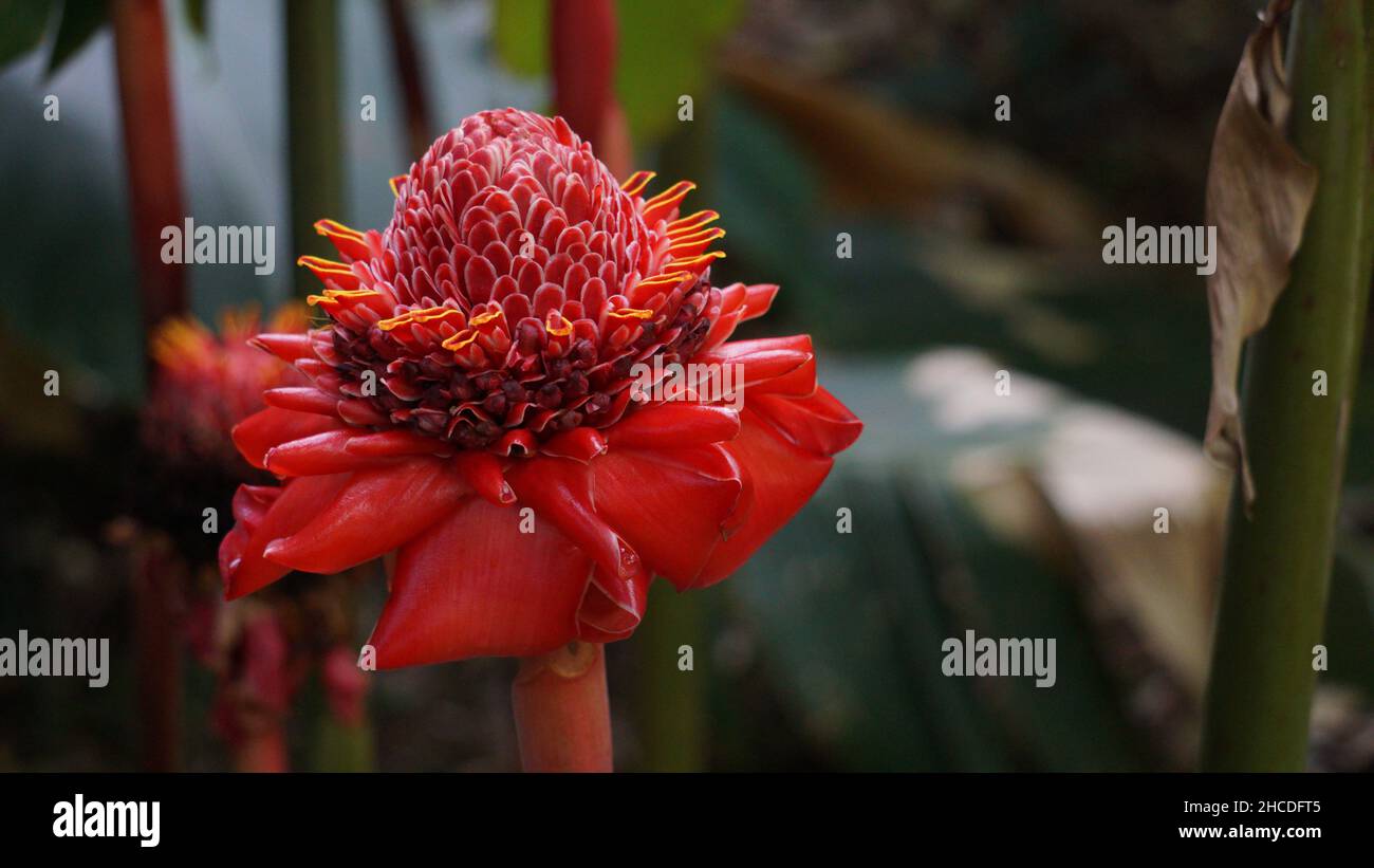 Close-up photos of Ginger Family Flowers Stock Photo - Alamy