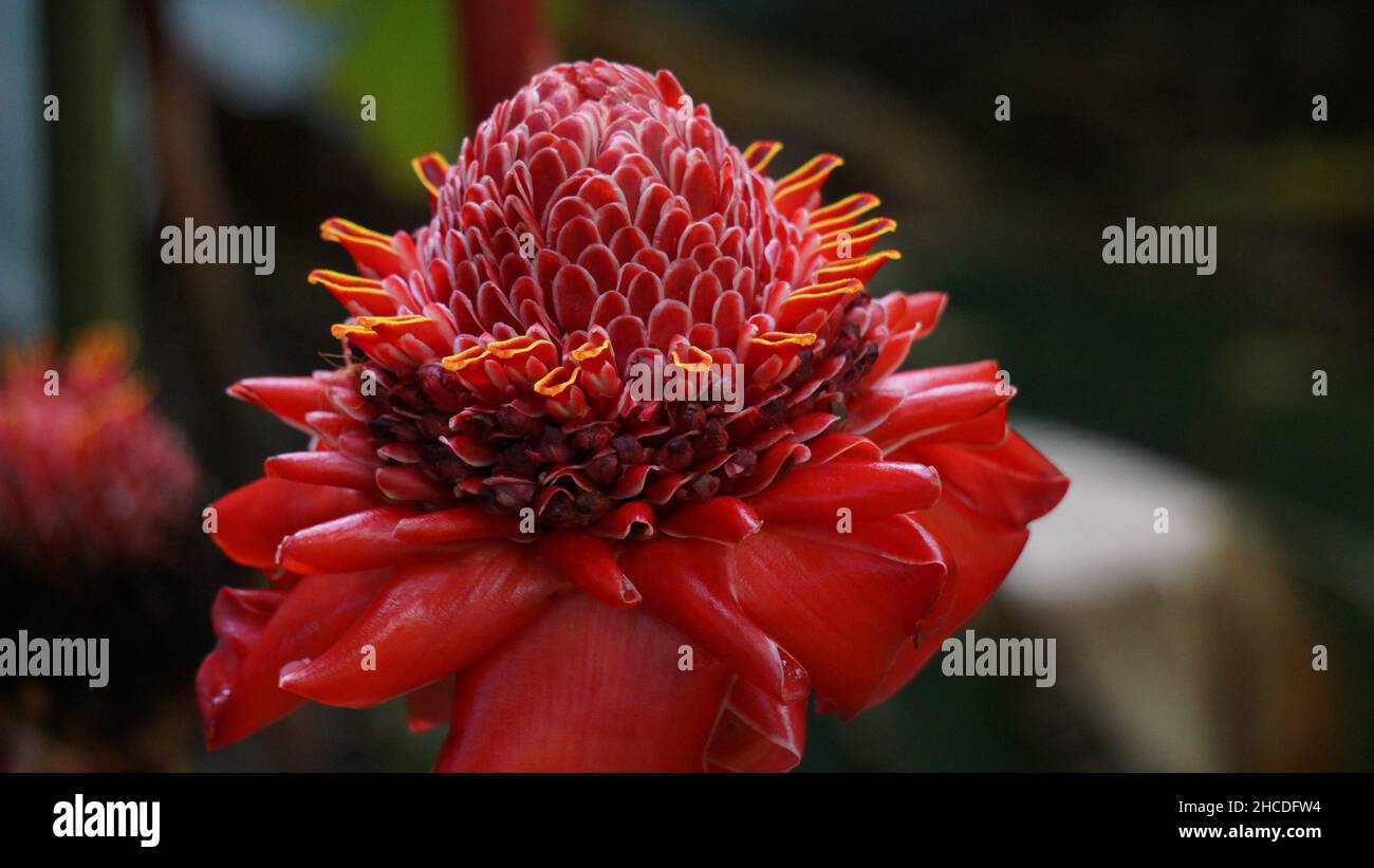 Close-up photos of Ginger Family Flowers Stock Photo - Alamy