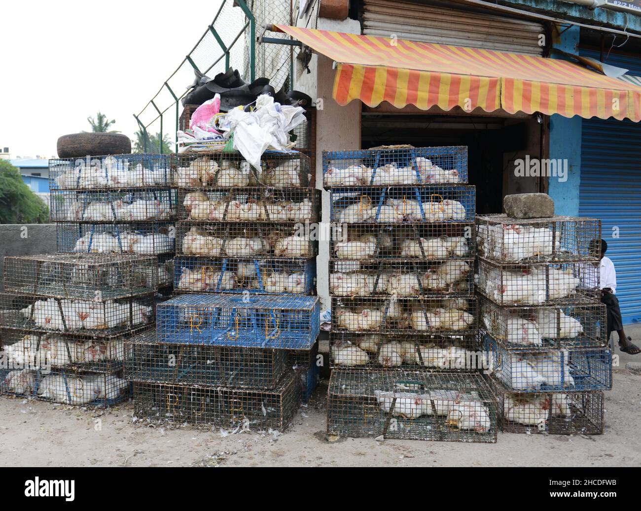 A live chickens vendor in Bangalore, India Stock Photo - Alamy