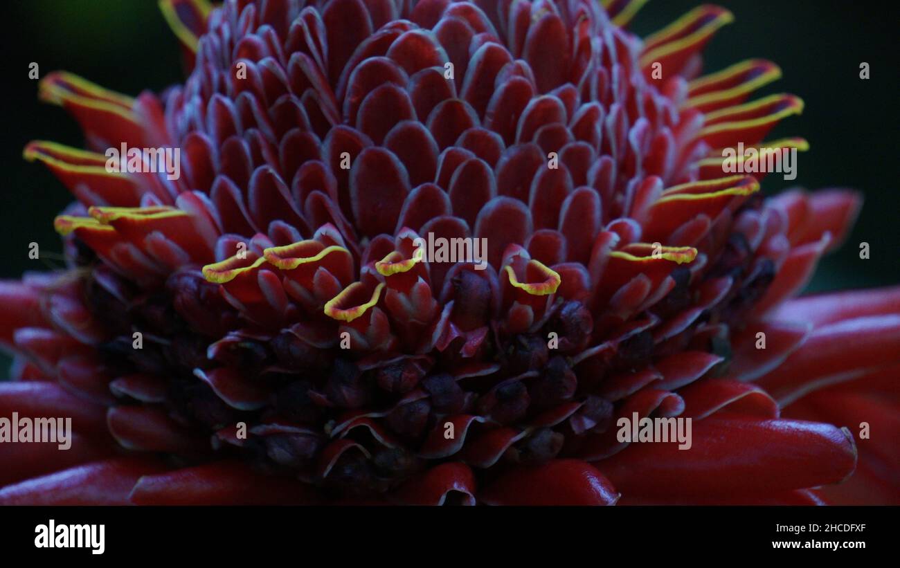 Ginger family photos hi-res stock photography and images - Alamy