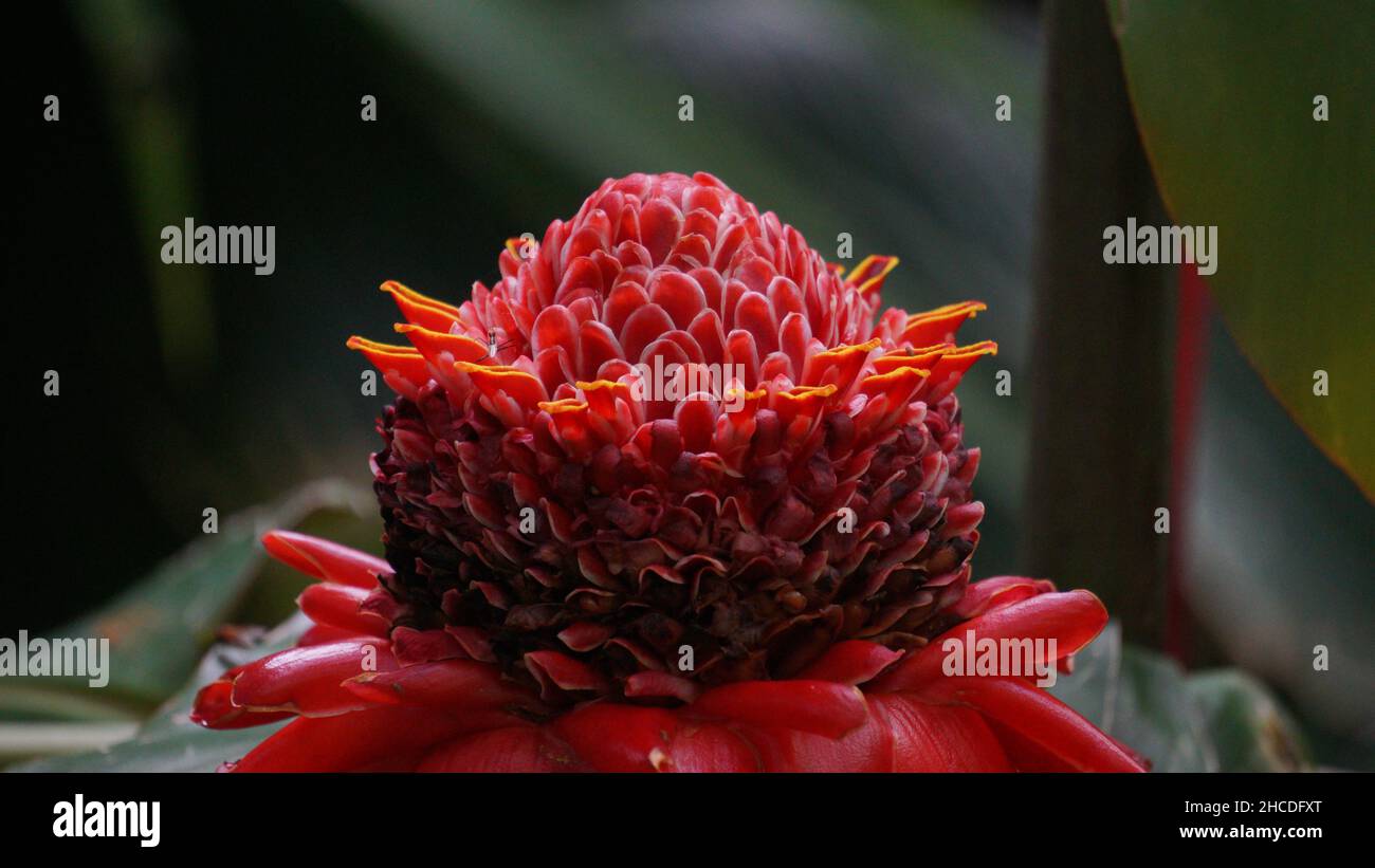 Close-up photos of Ginger Family Flowers Stock Photo - Alamy