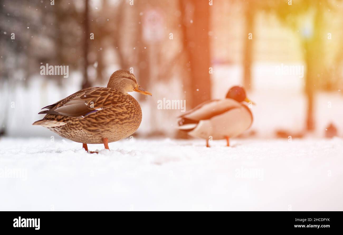 portrait of a duck in a winter public park in the rays of sunlight ...
