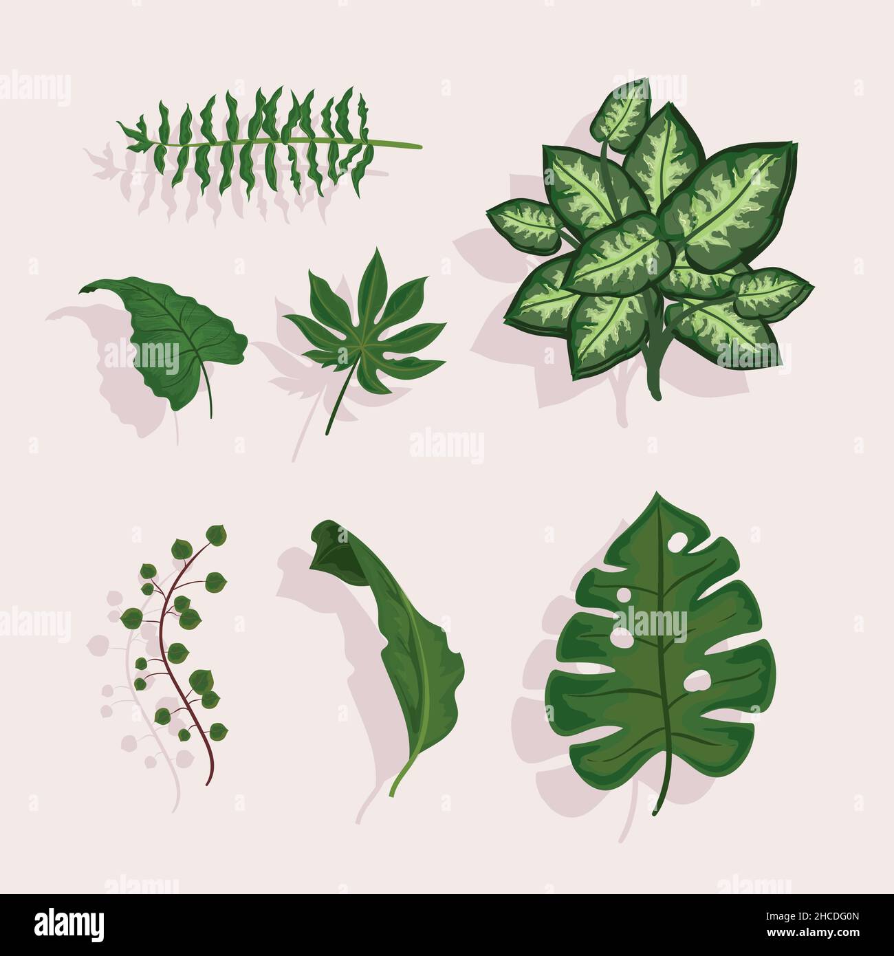 set of seven leaves plants Stock Vector Image & Art - Alamy