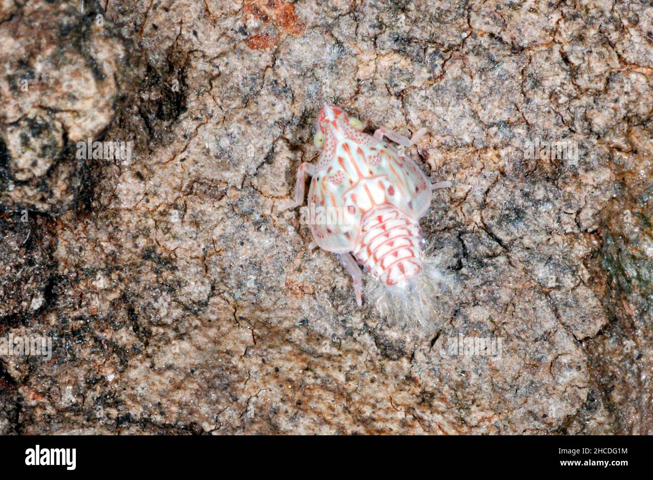 Green Planthopper nymph, Siphanta acuta. Often called a Torpedo Bug ...