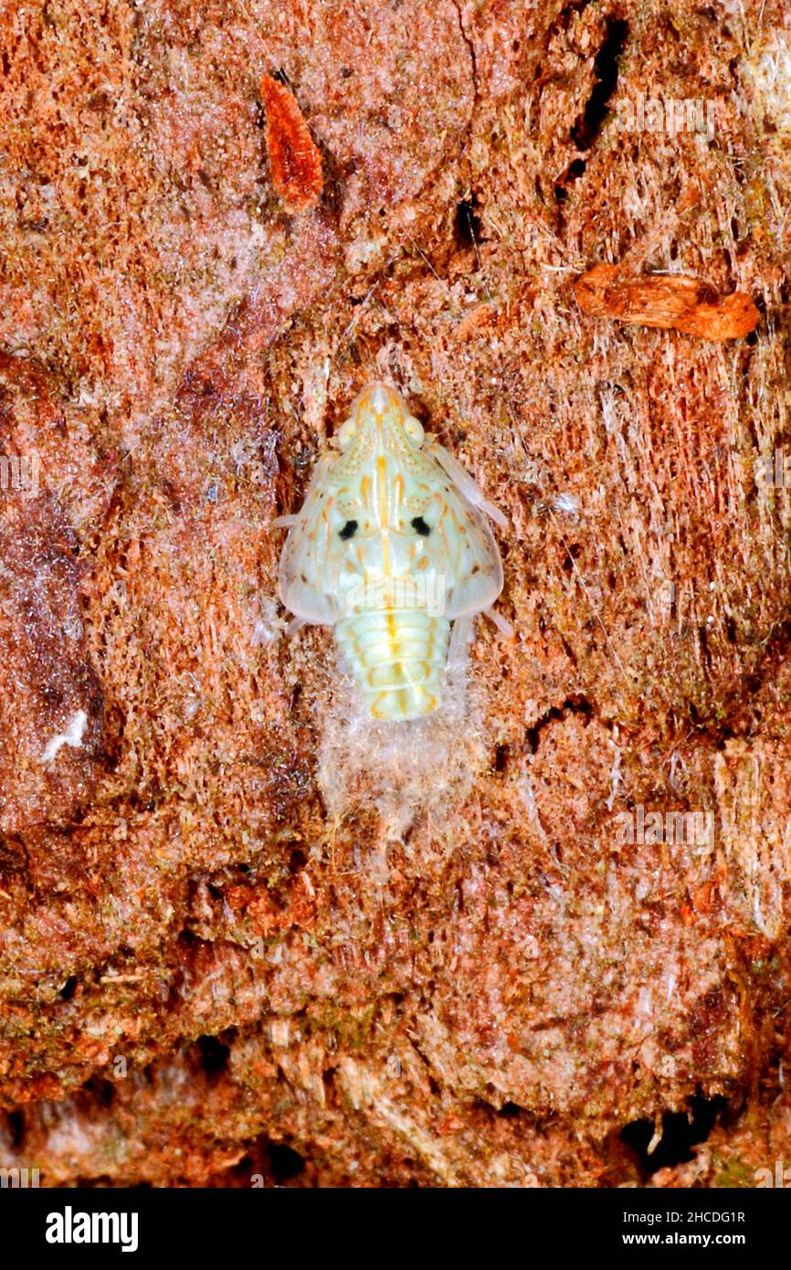 Green Planthopper nymph, Siphanta acuta. Often called a Torpedo Bug ...