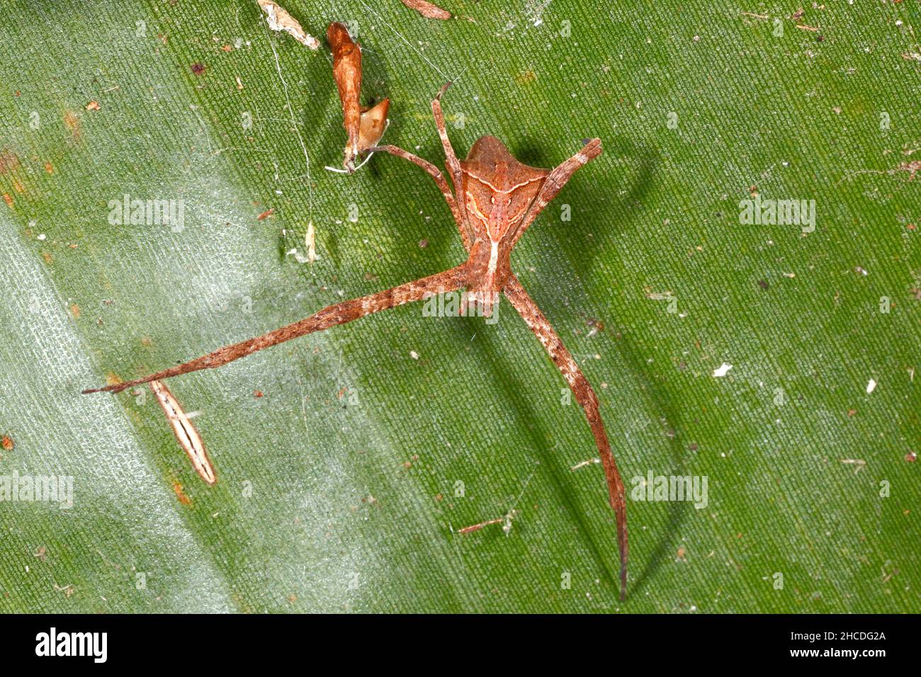 Menneus superciliosus hi-res stock photography and images - Alamy