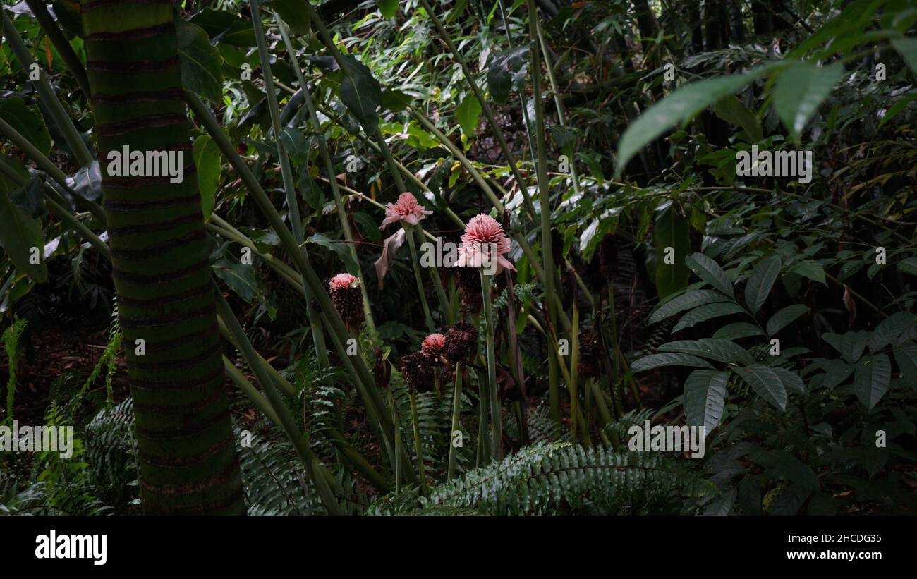 Ginger family hi-res stock photography and images - Alamy