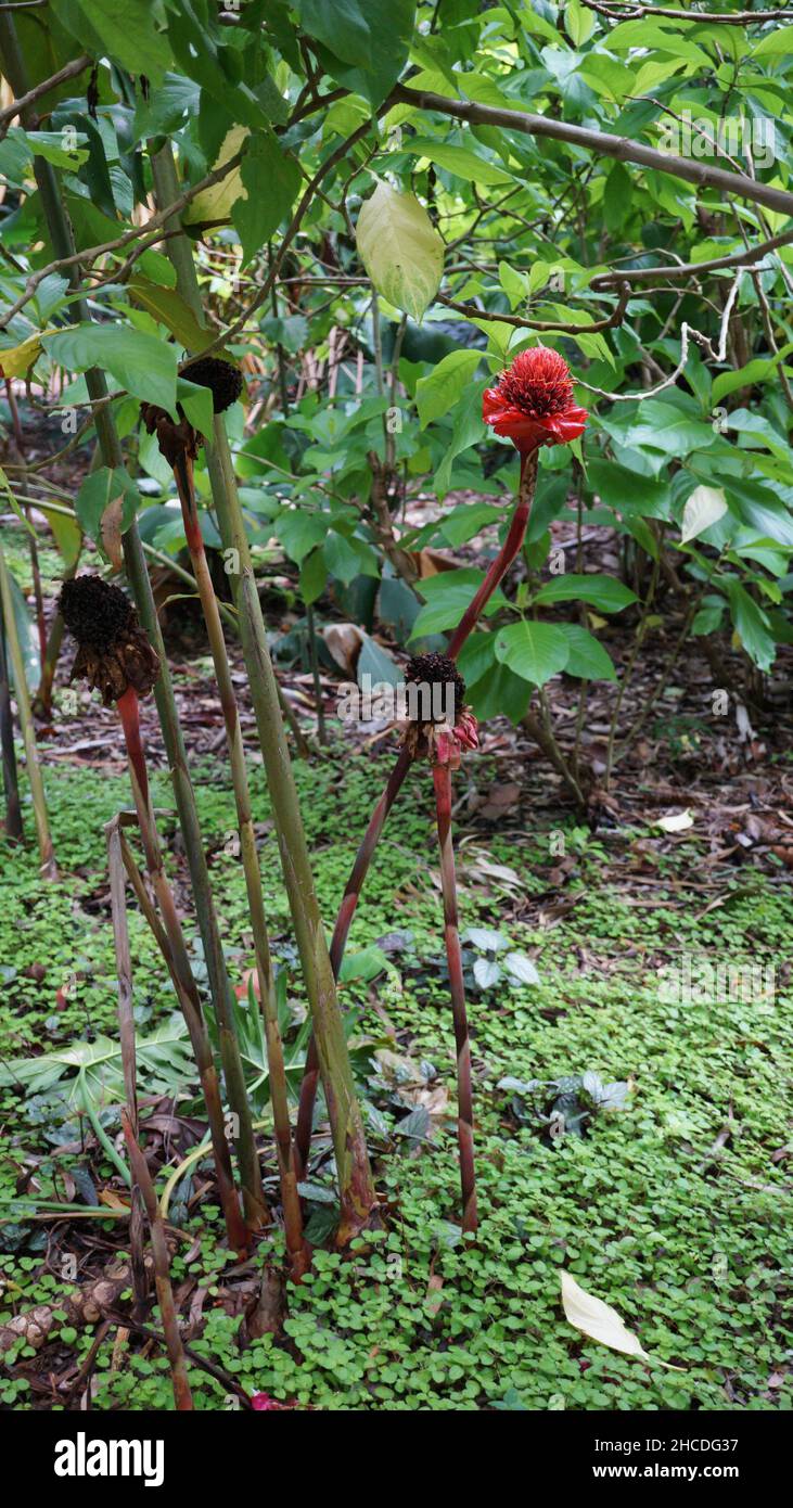 Ginger family photos hi-res stock photography and images - Alamy