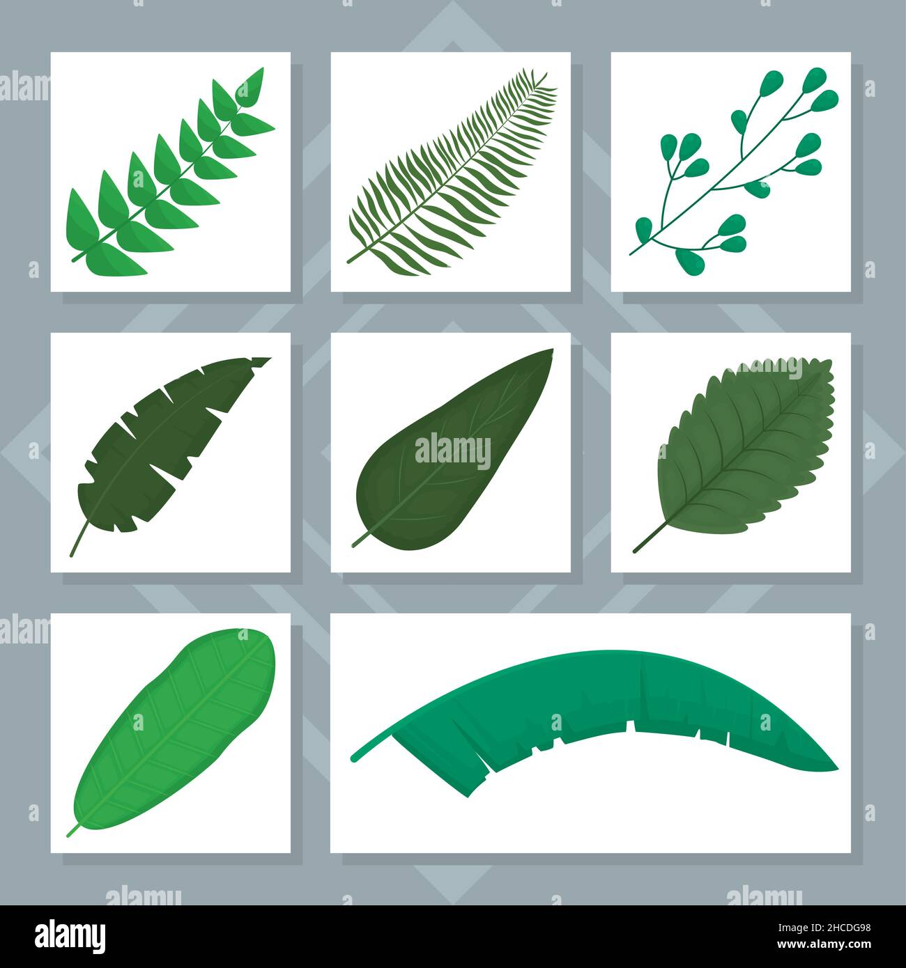 set of eight green leaves Stock Vector Image & Art - Alamy