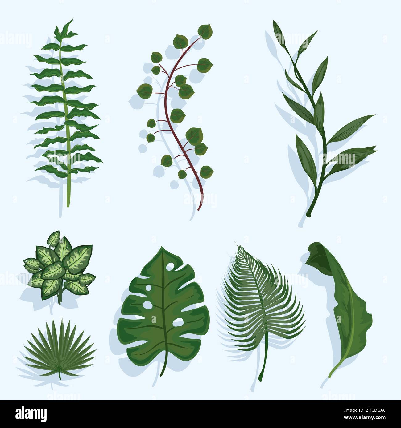 set of eight leaves plants Stock Vector Image & Art - Alamy