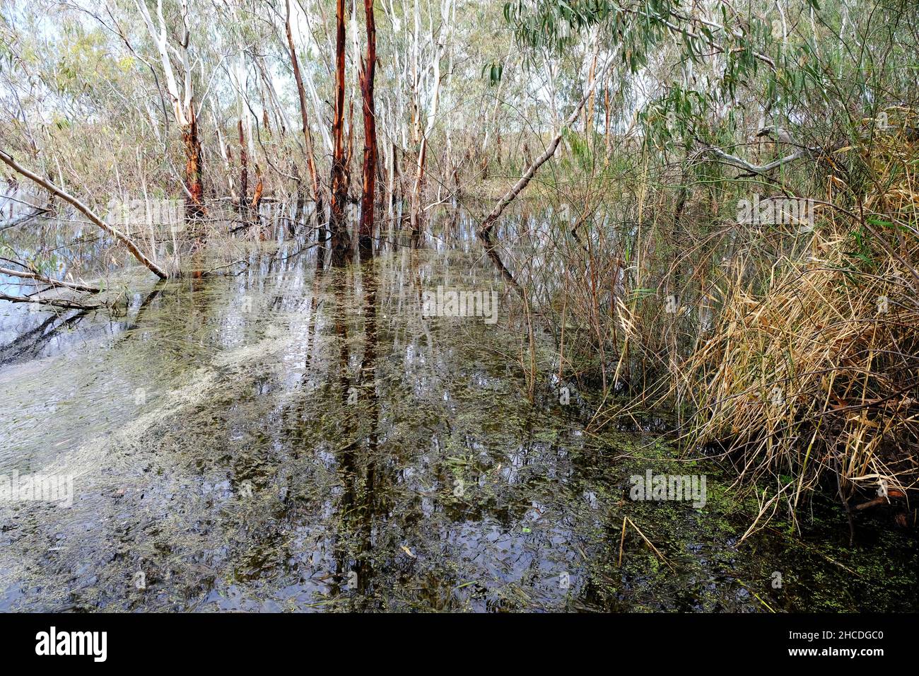 The Banrock Station Wetlands in the Riverland region of South Australia ...