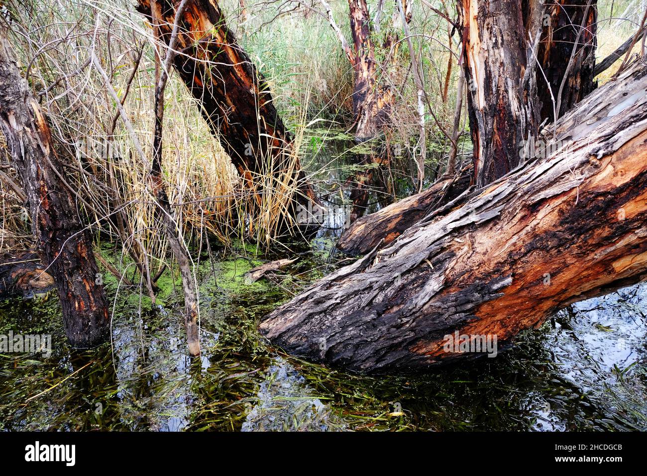 The Banrock Station Wetlands in the Riverland region of South Australia ...
