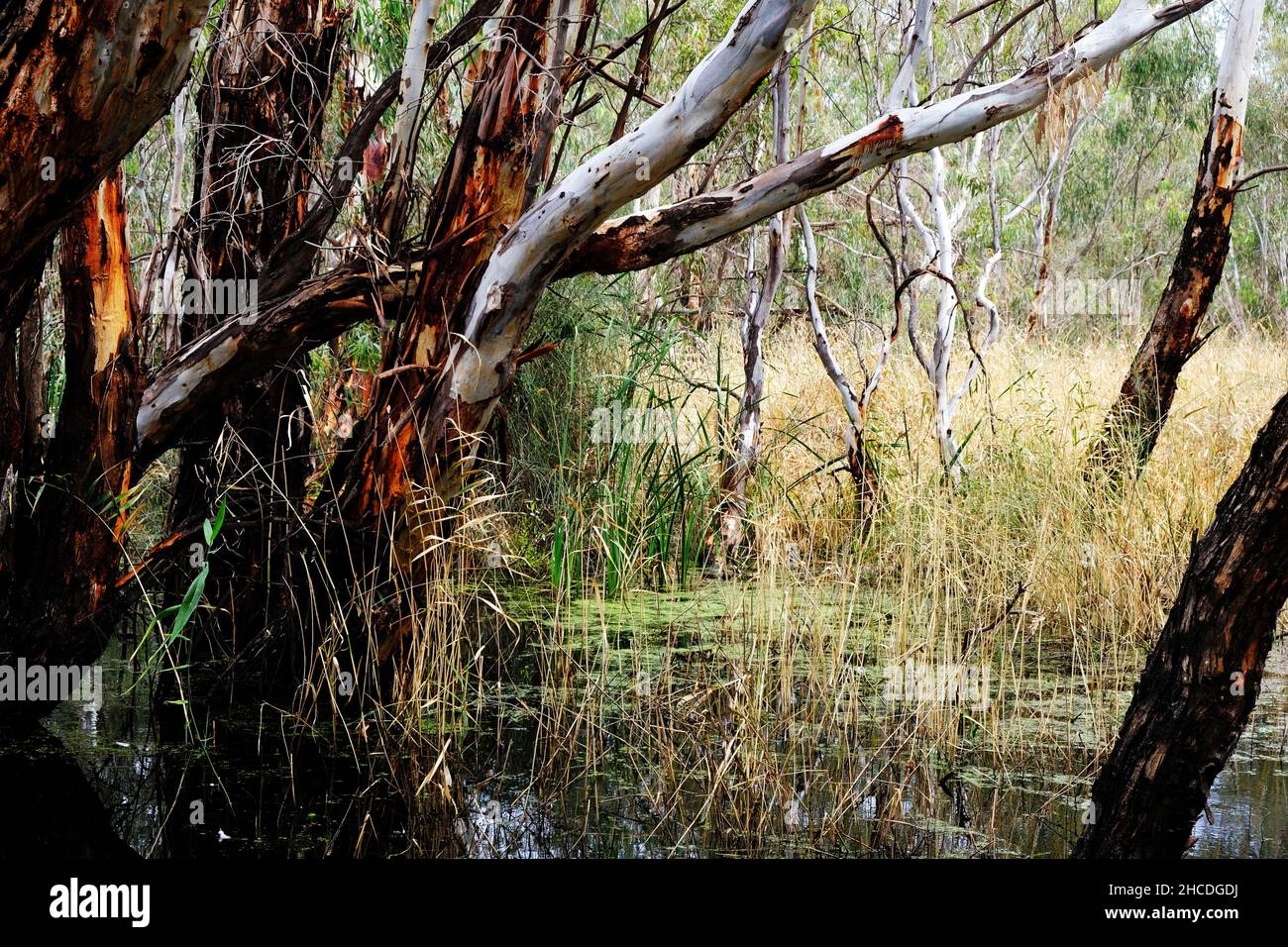 The Banrock Station Wetlands in the Riverland region of South Australia ...