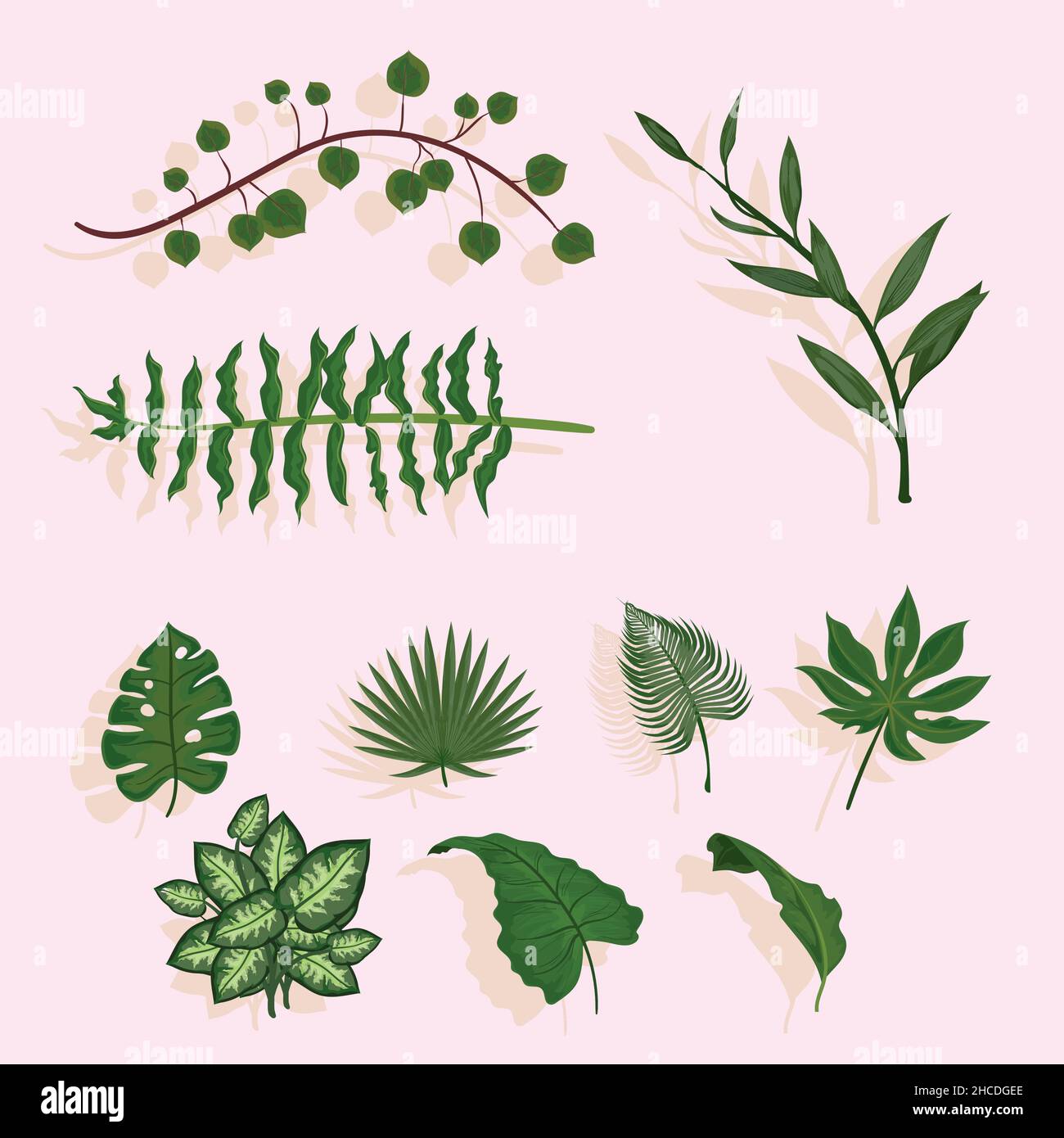set of ten leaves plants Stock Vector Image & Art - Alamy