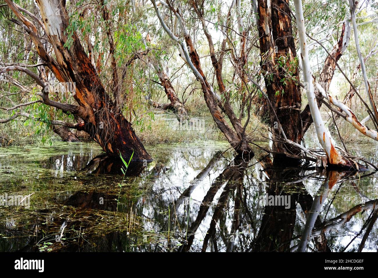 The Banrock Station Wetlands in the Riverland region of South Australia ...