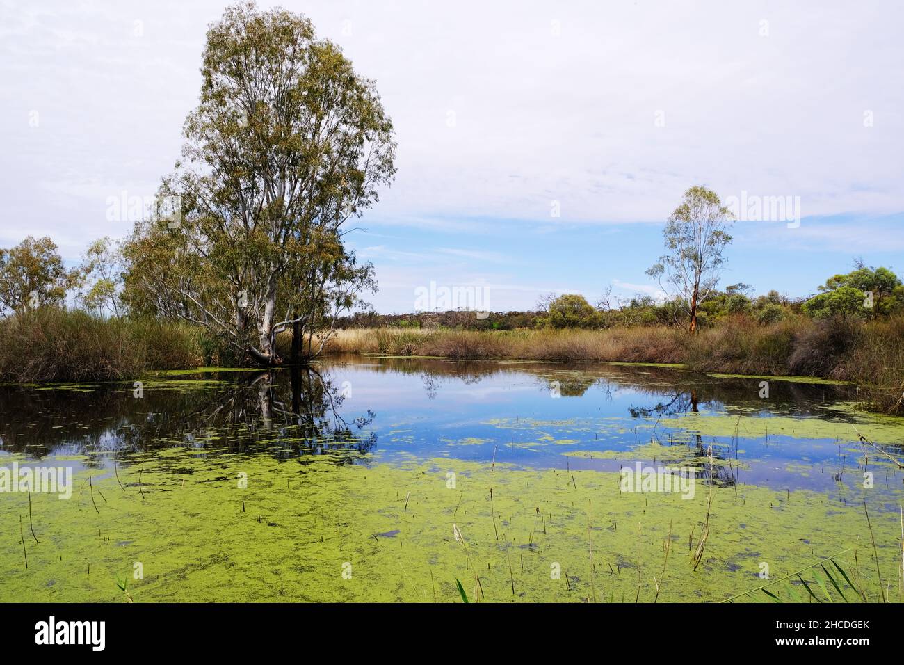 Banrock station wetlands riverland south australia vineyard prod hi-res ...