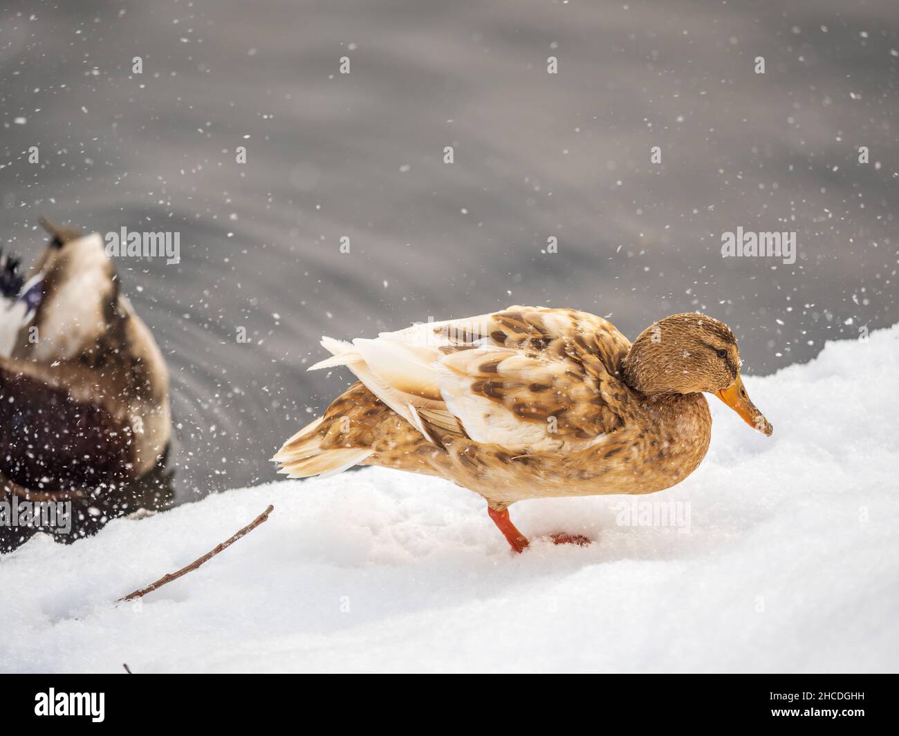Yellow colored Mallard female Duck on the white snow background. Animal ...
