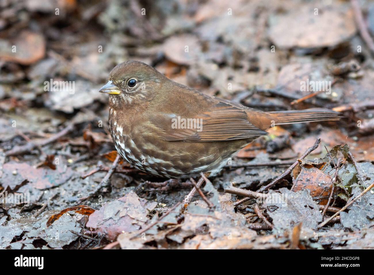 Fox sparrow Sooty (Passerella iliaca) a new world sparrow close up in ...