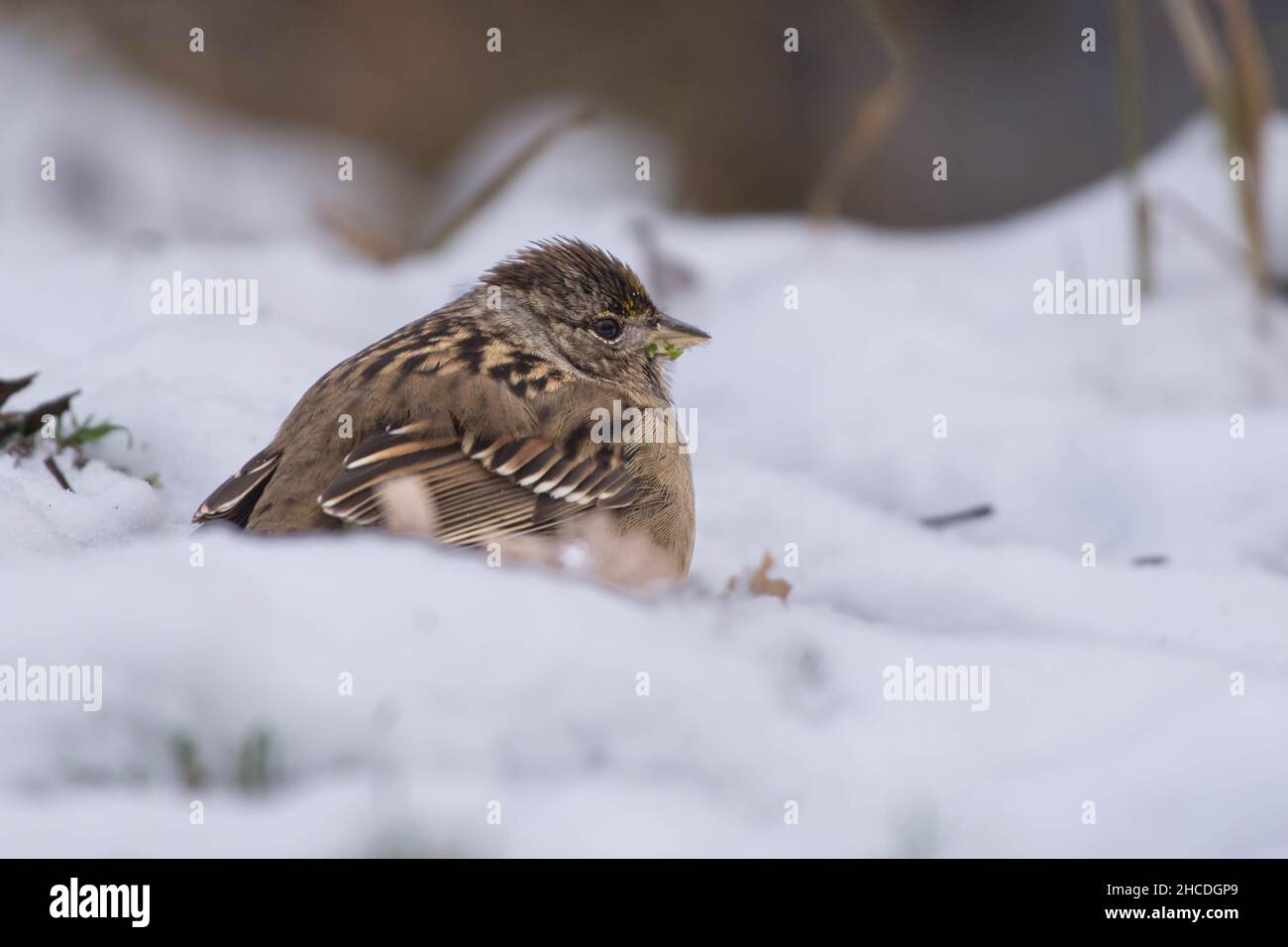 Golden-crowned sparrow (Zonotrichia atricapilla) an new world sparrow ...