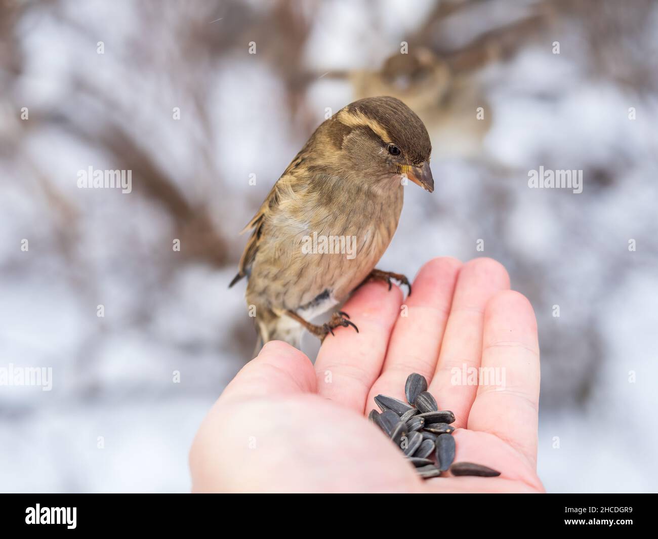 Sparrow eats seeds from a man's hand. A Sparrow bird sitting on the ...