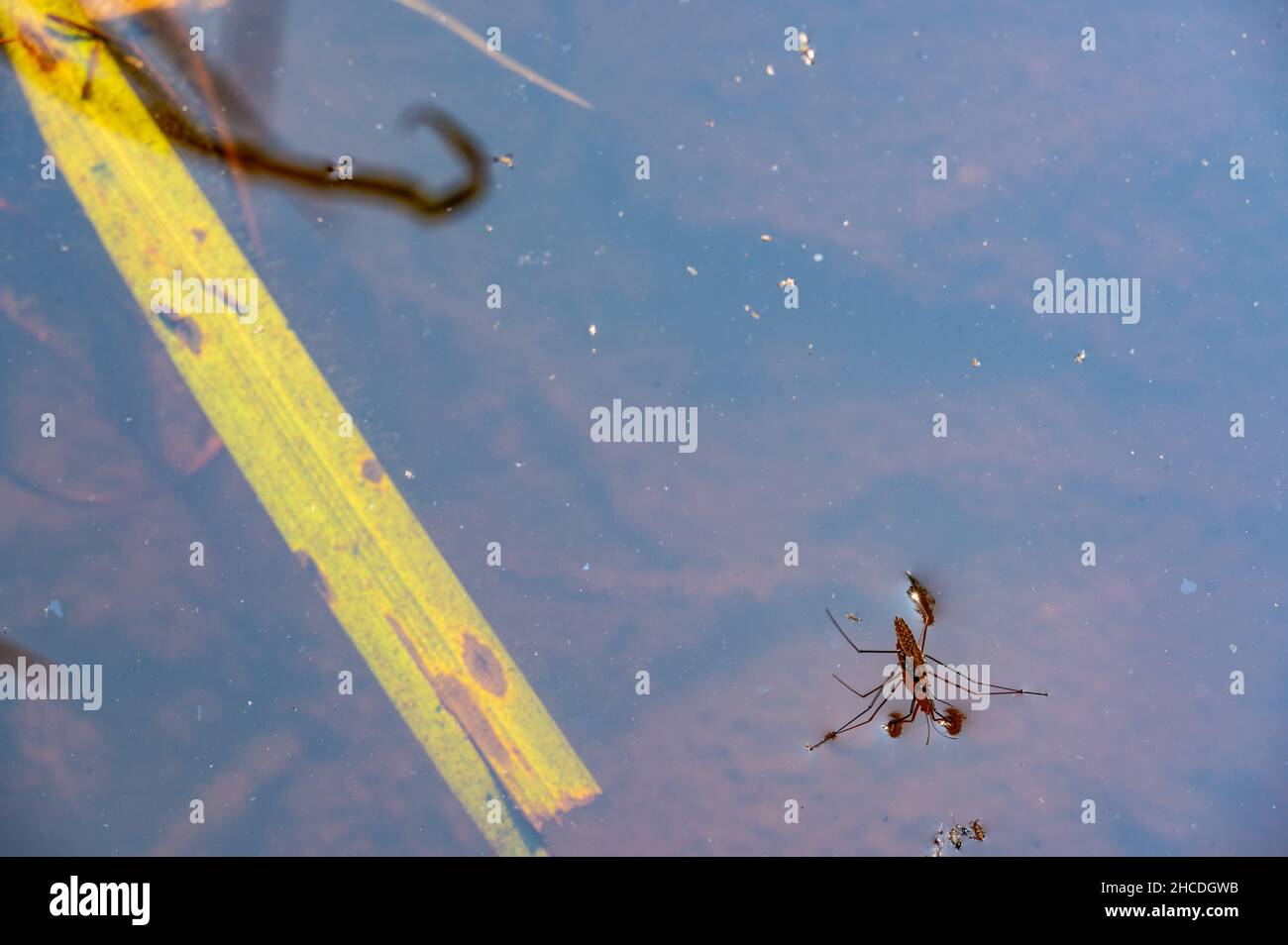 Water strider insect floating on the surface of a calm water body Stock ...